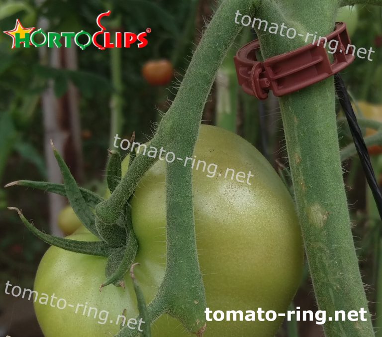 Tomato Ring- The Best Tomato Plant Support - Tomato Ring
